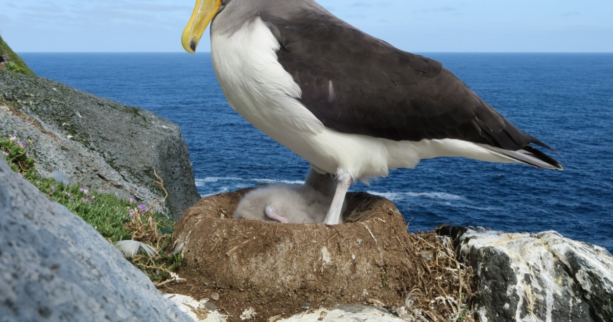 Resources about the Chatham Islands