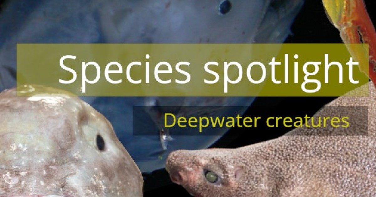 Species Spotlight: Deepwater creatures of the Chatham Rise