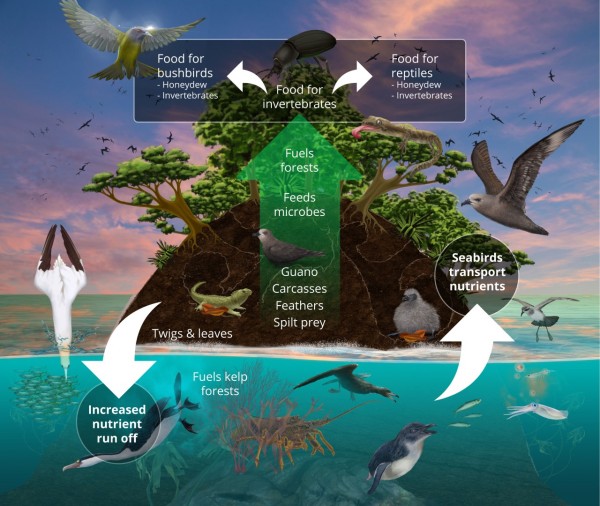 Chatham Islands seabirds