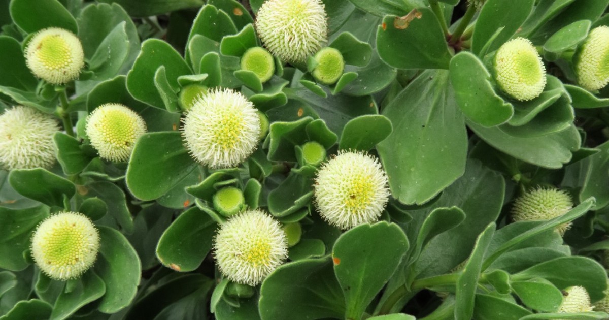 Get in touch with the Chatham Islands Landscape Restoration Trust!