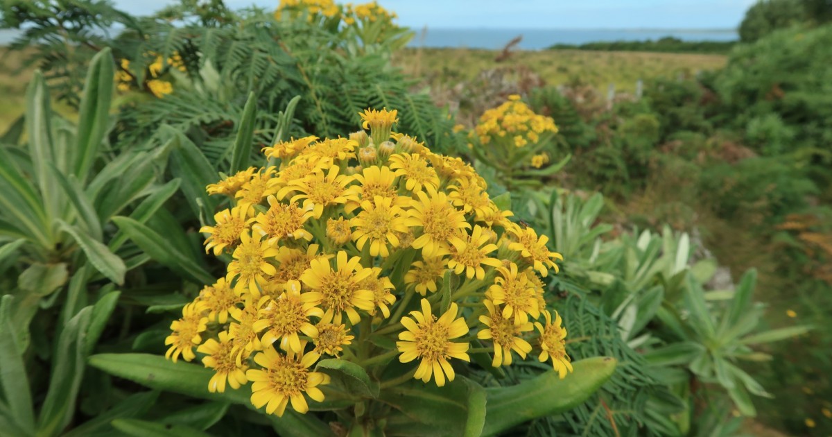 Chatham Islands species